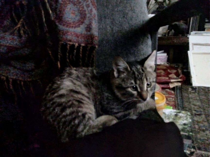 Полосатый котёнок-мальчик