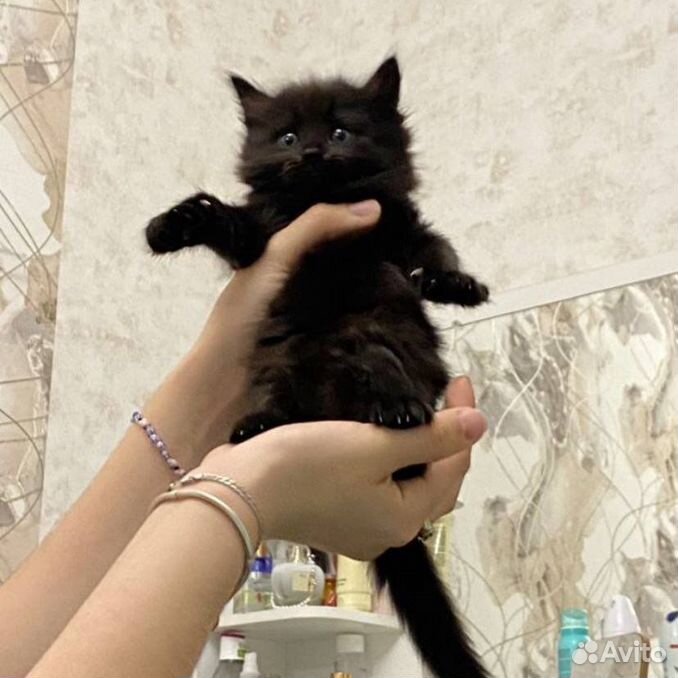 Сибирский котенок, девочка