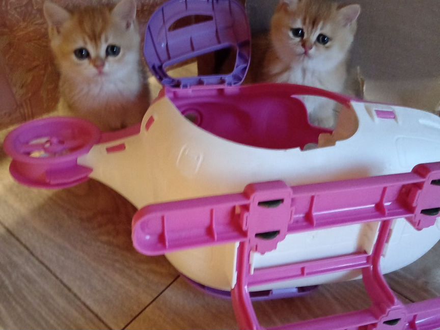 Золотые британские котята