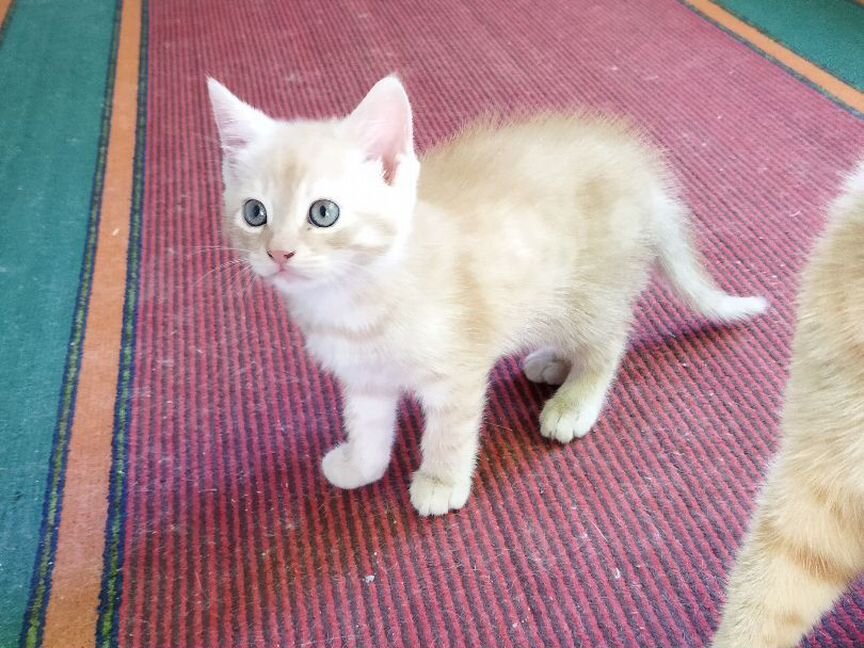 Рыжий котенок мальчик