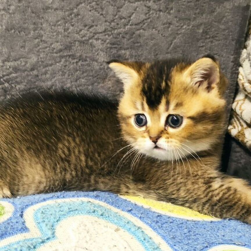 Шотландский вислоухий короткошёрстный котёнок