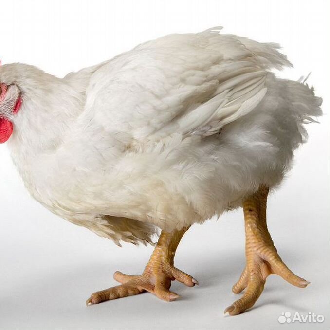 Суточные цыплята бройлера ross 308