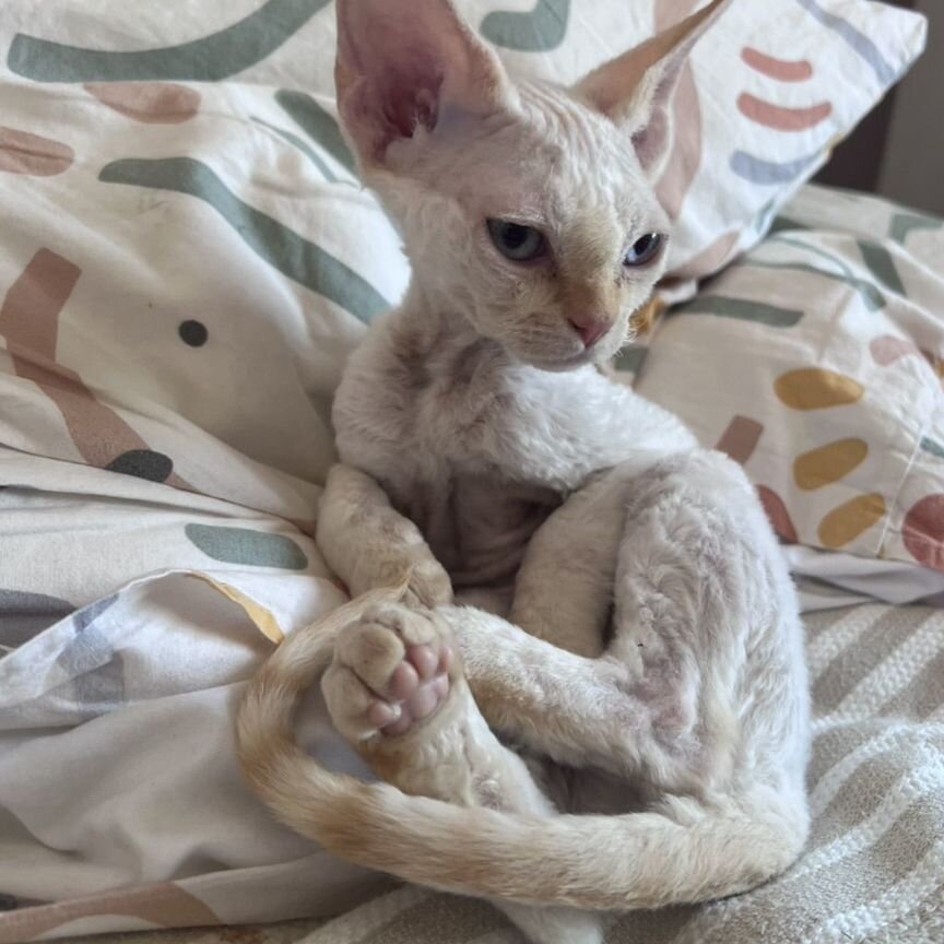 Котенок девон-рекс