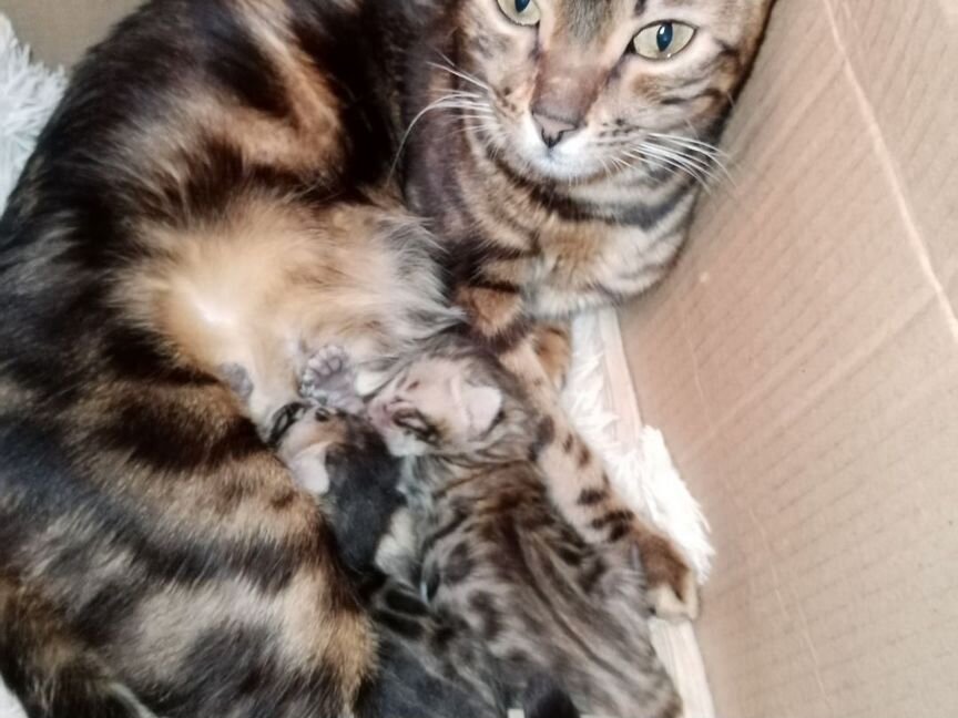 Бенгальские котята, девочки