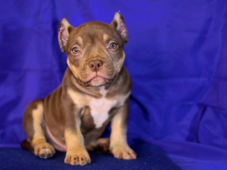 Американский булли