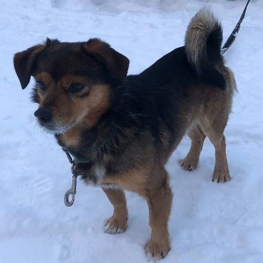 Взрослый пёс в добрые руки