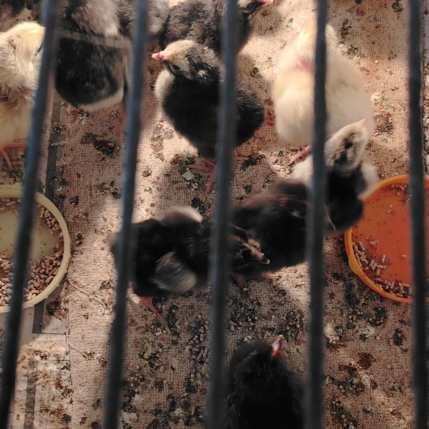 Цыплята Виандот