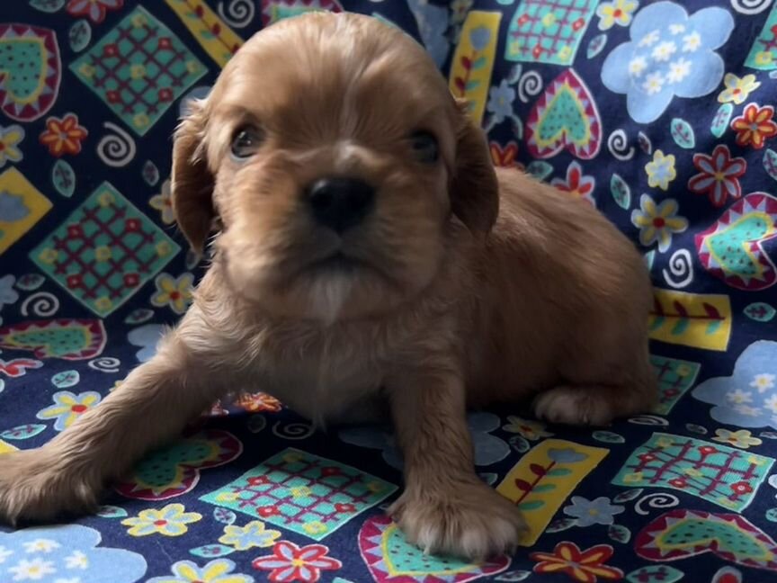 Кавалер Кинг Чарльз спаниель.Мальчик