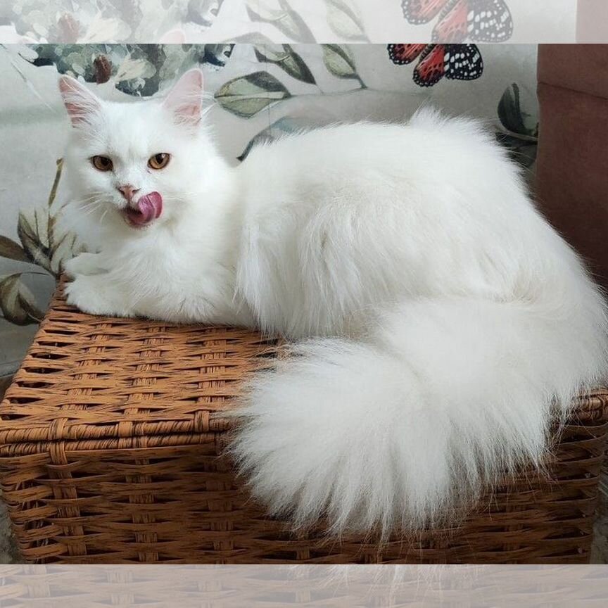 Белоснежный британский котенок