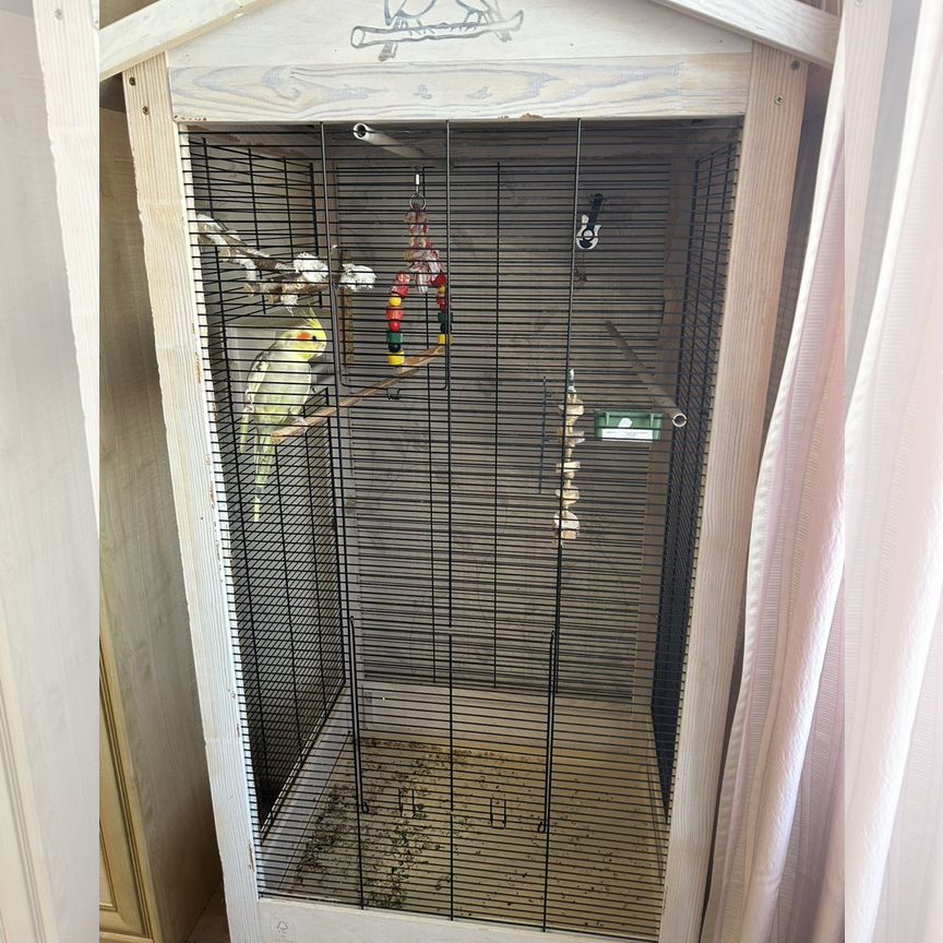 Попугай корелла