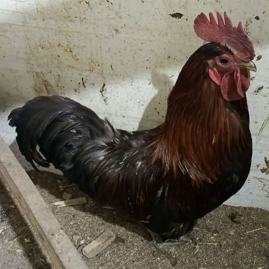 Куры несушки