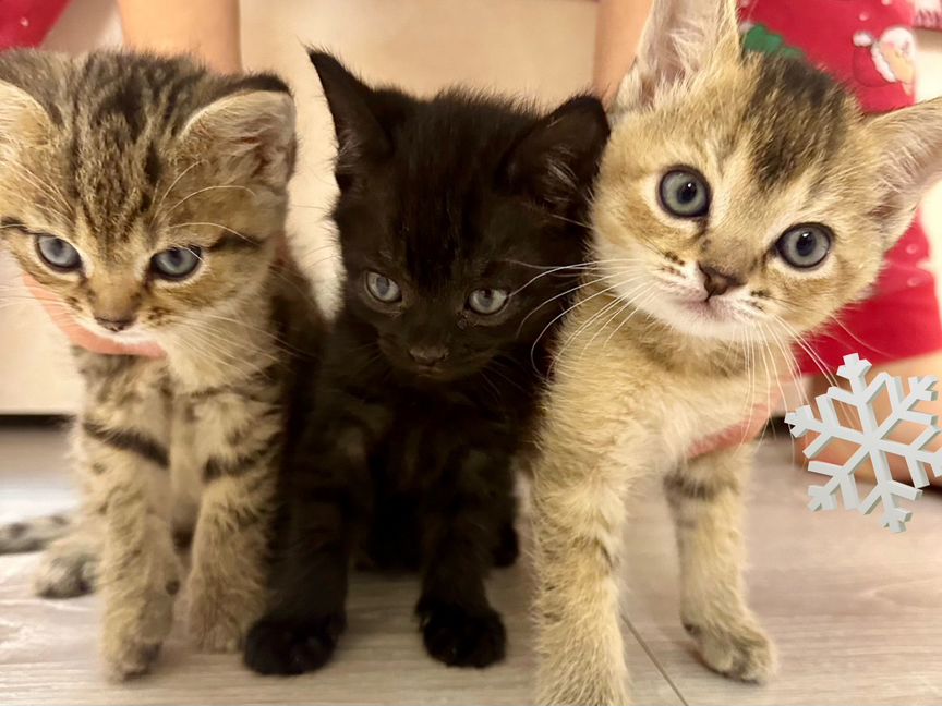 Котята в добрые руки