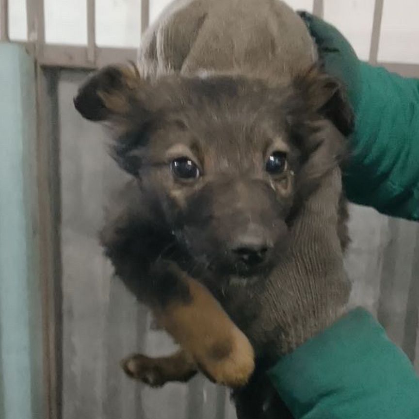 Щенок в добрые руки