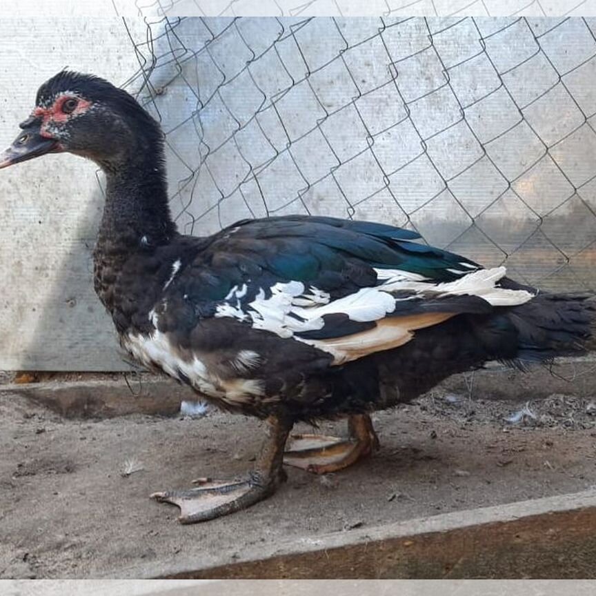 Утки мускусные
