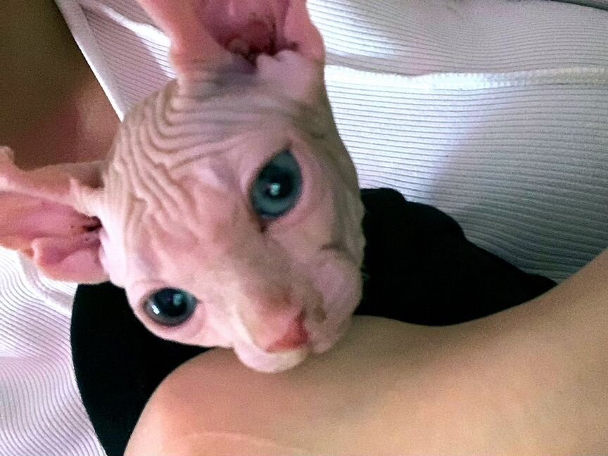 Свинкс Эльф