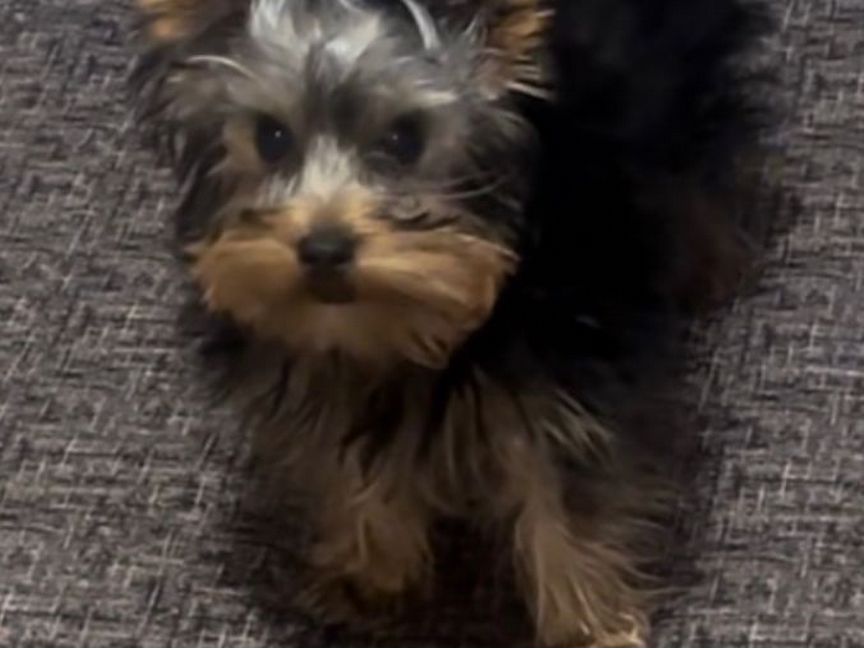 Продам йорка со всем приданным