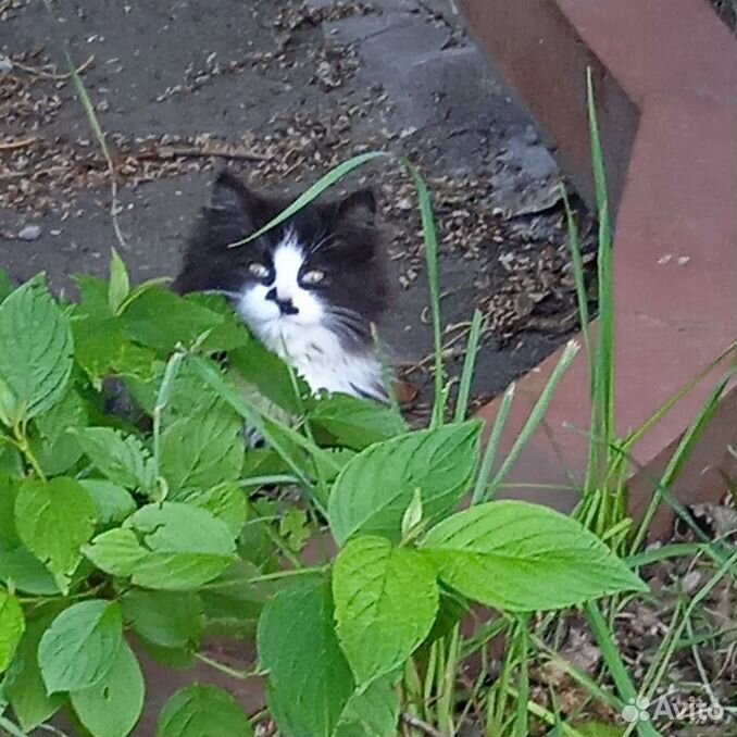 Котенок Чудо природы