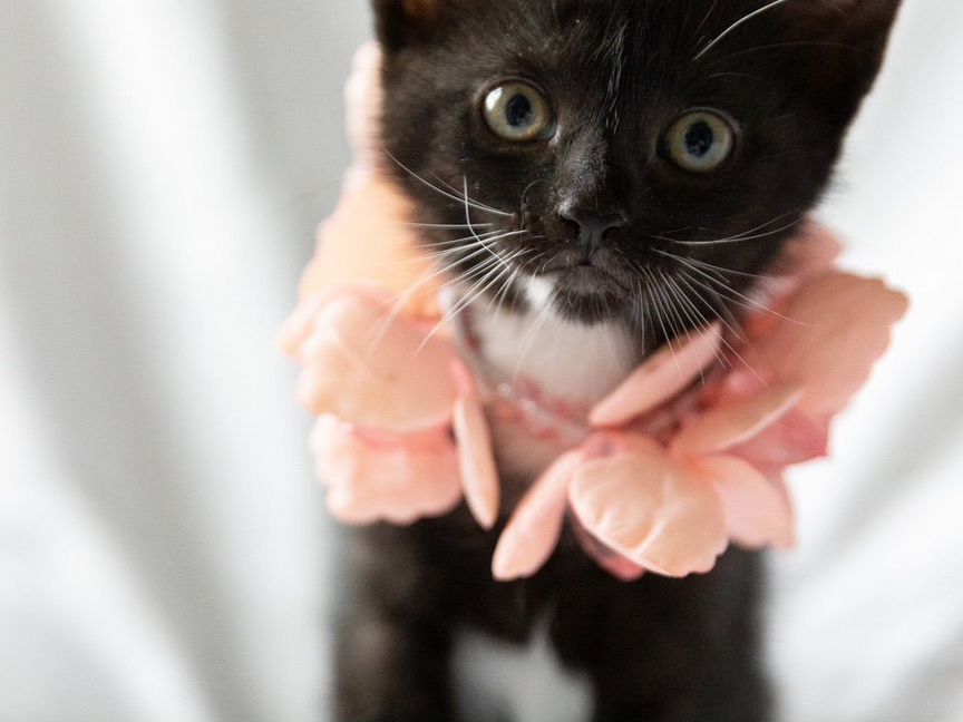Котёнок девочка 2 месяца