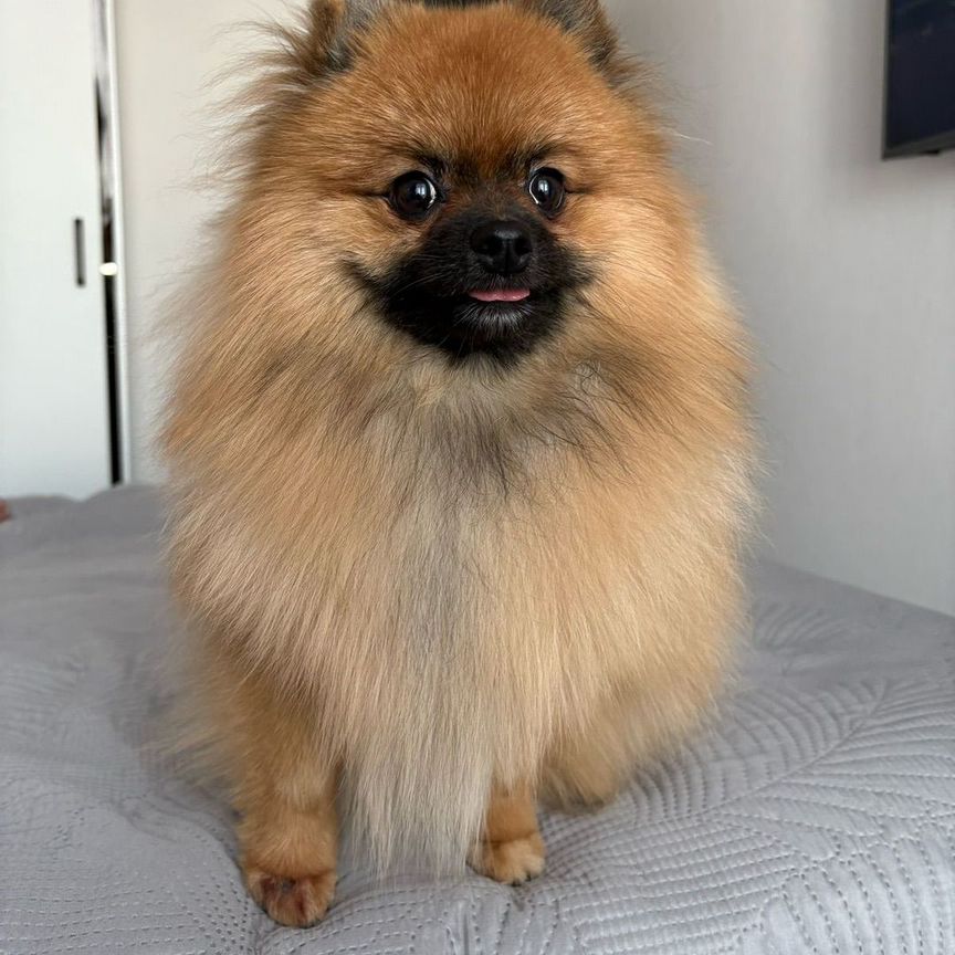 Шпиц для вязки