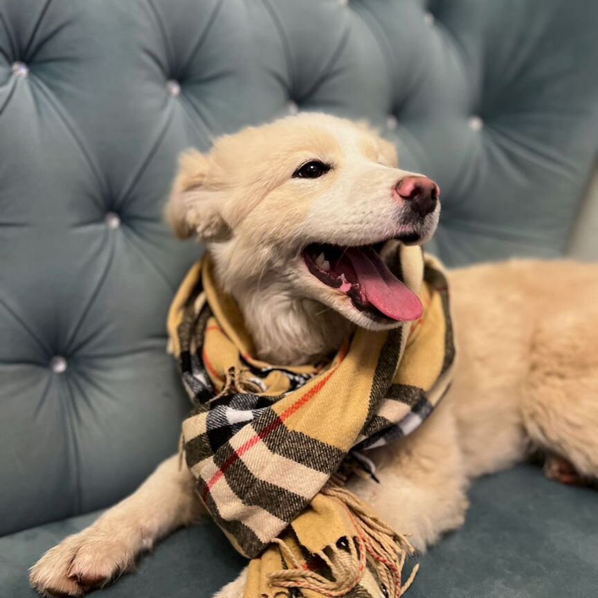 Зефирка собачка-растопит ваше сердце