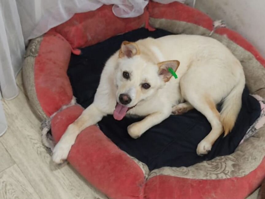 Собака в добрые руки