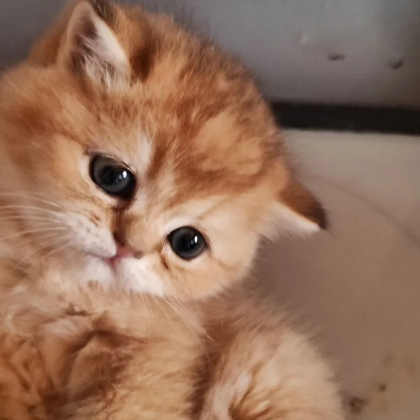 Британские котята золотая шиншилла