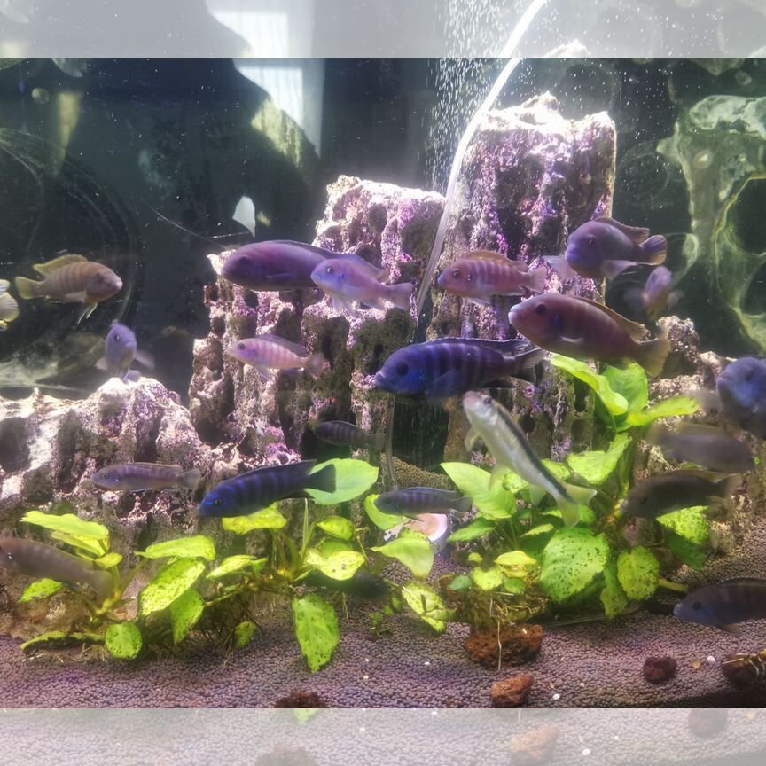 Малавийские цихлиды