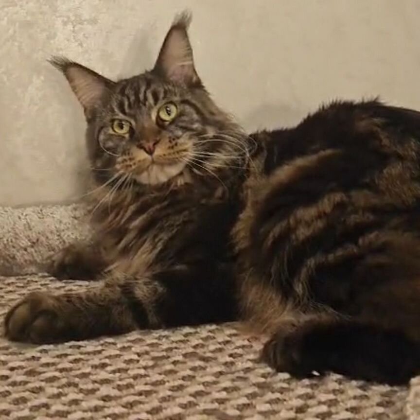 Мейн-кун в добрые руки