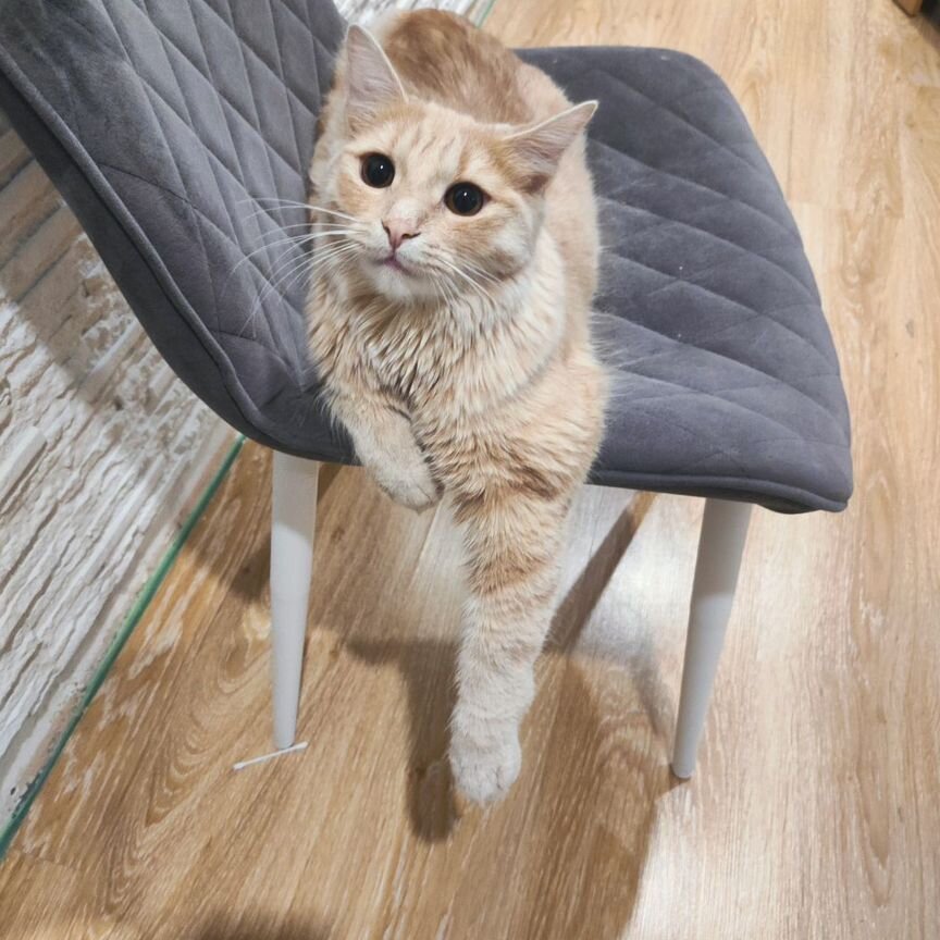 Котик в хорошие руки