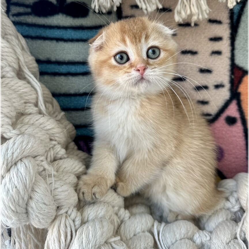 Шотландский вислоухий короткошёрстный котёнок