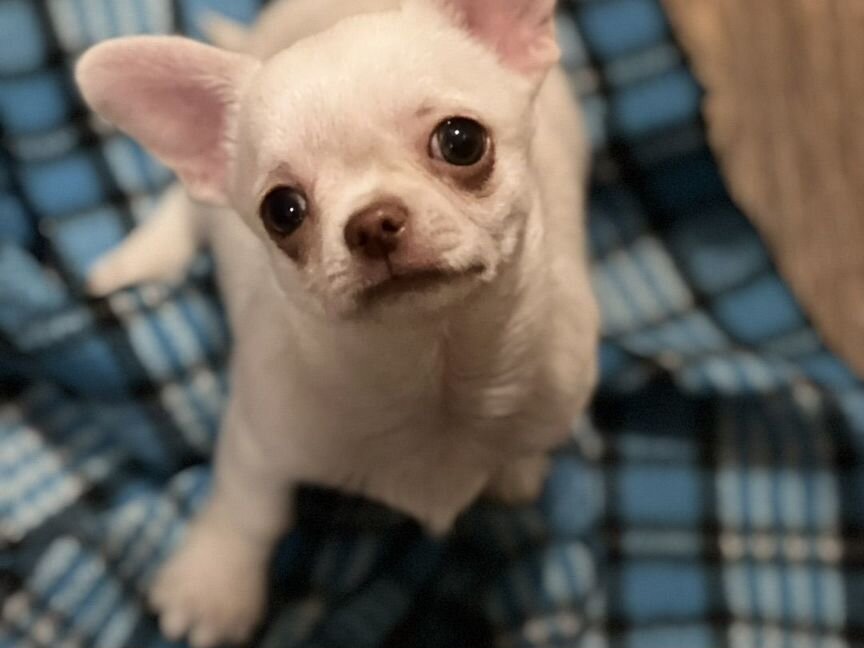 Кремовый малыш