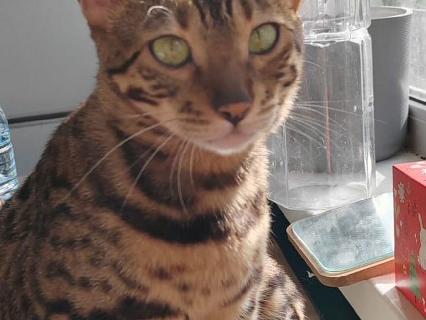 Бенгальские котята