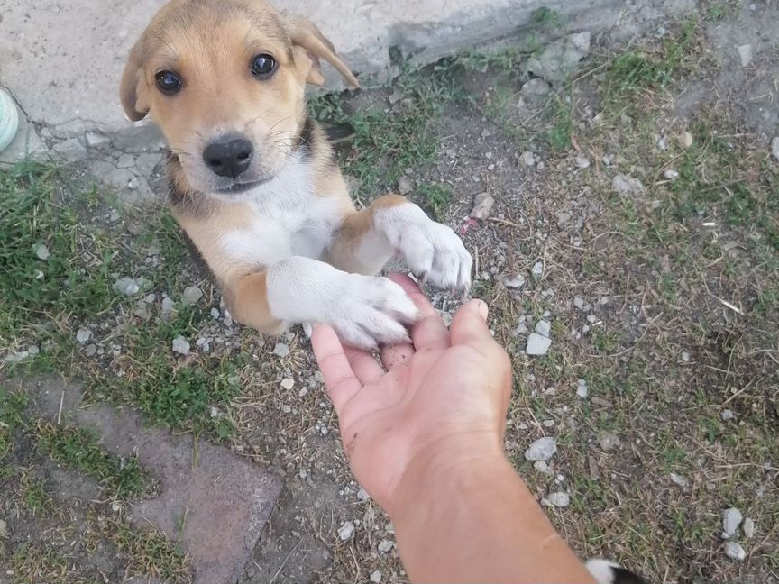 Русская гончая