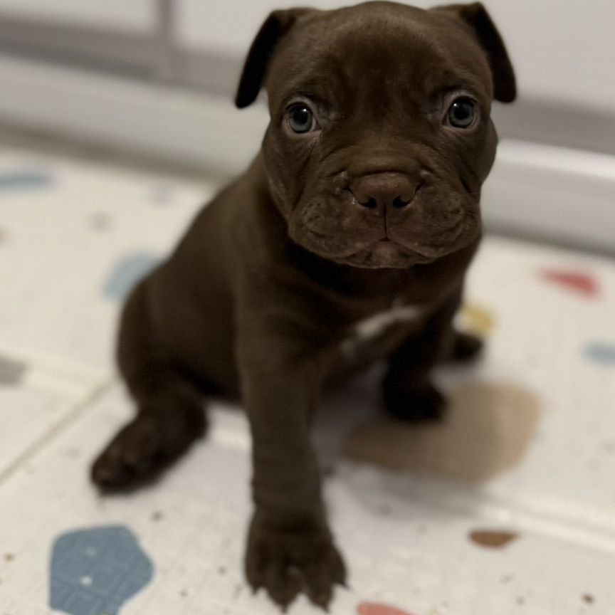 Щенки американского булли