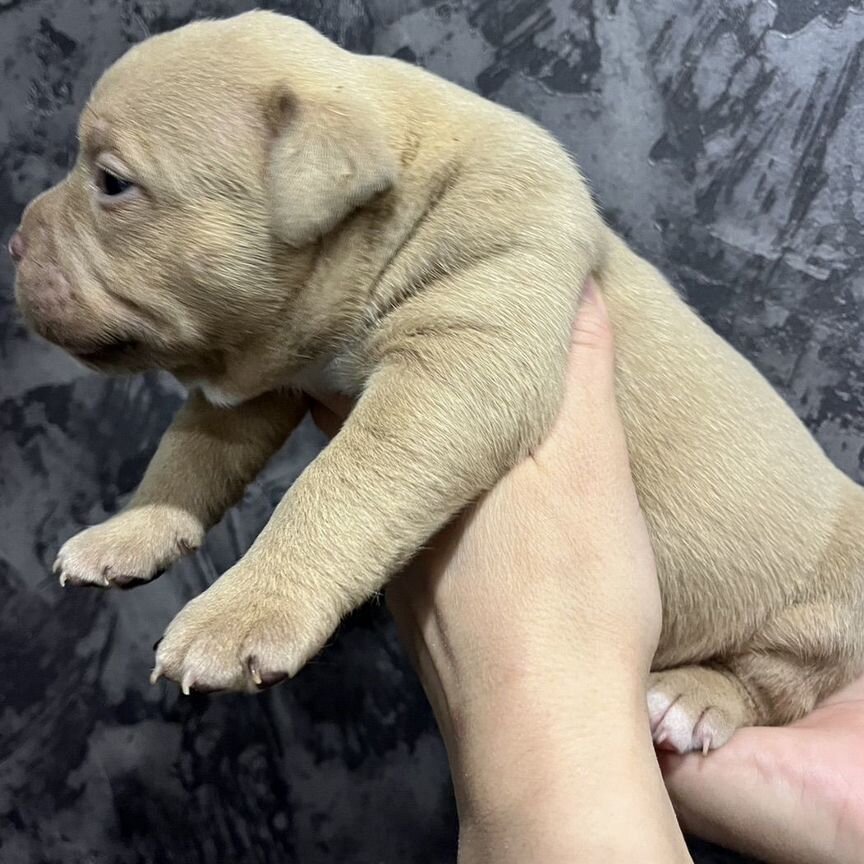 Американский булли, щенок