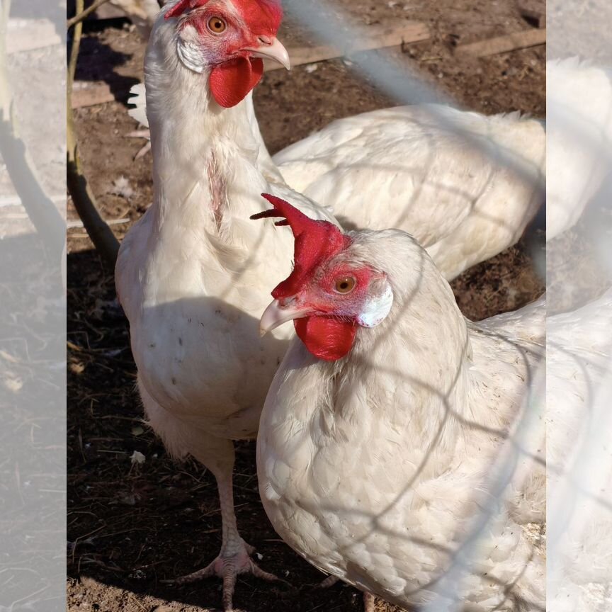 Куры несушки Декалб