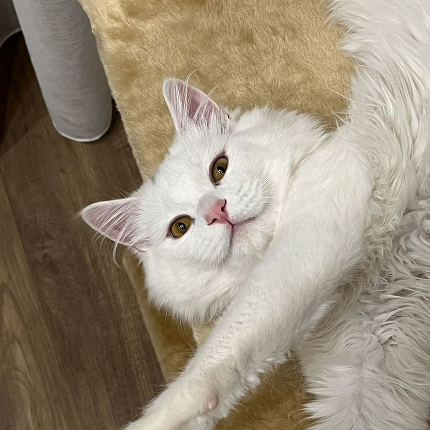 Котятенок в добрые руки