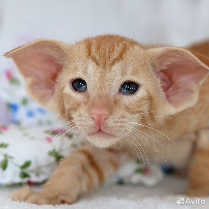 Ориентальные котята экстрим разные