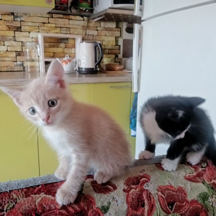 Котята