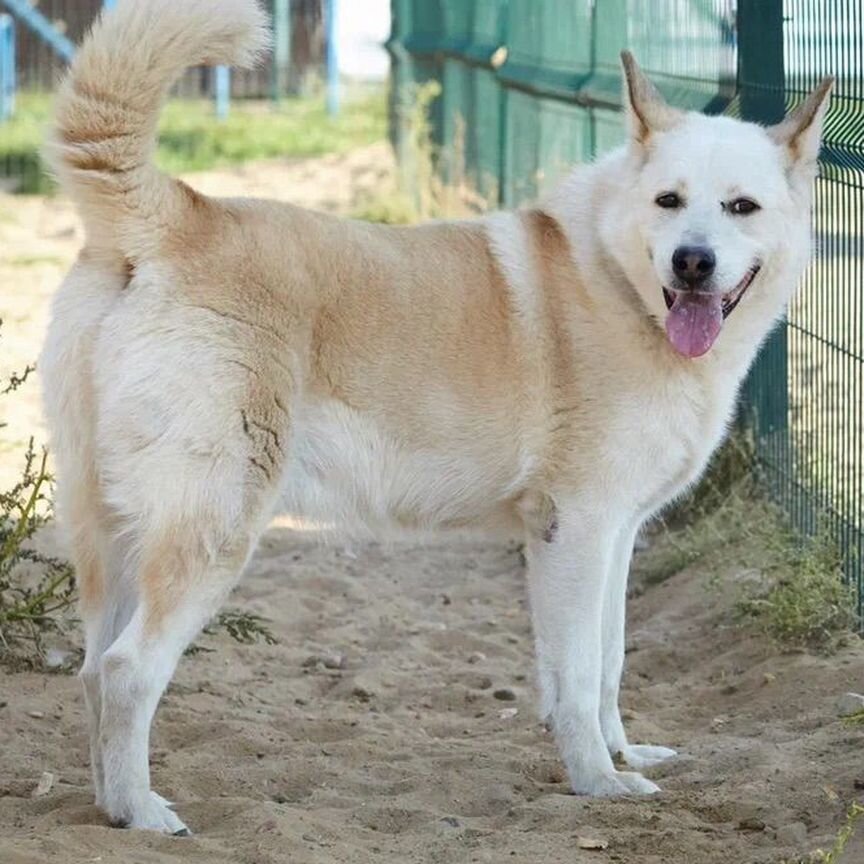 Боб в добрые руки