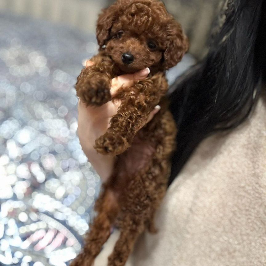 Пудель мальчик импорт родители