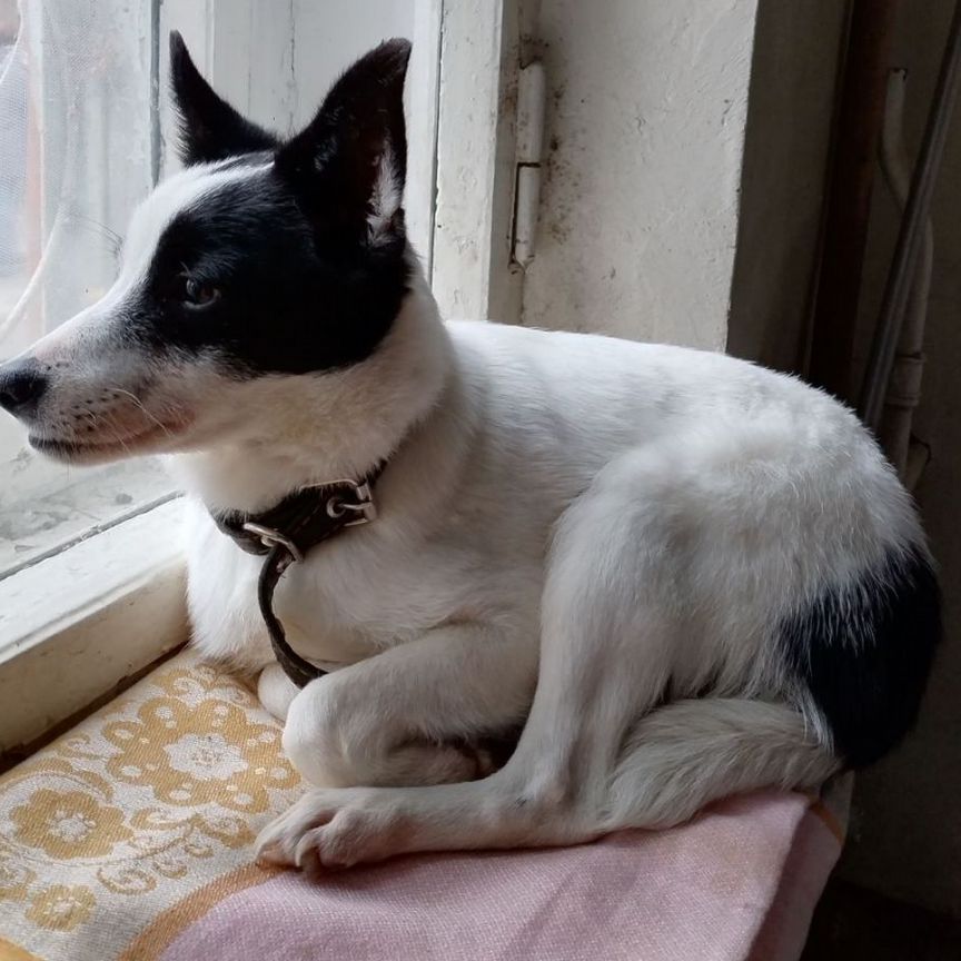 Собачка ищет дом