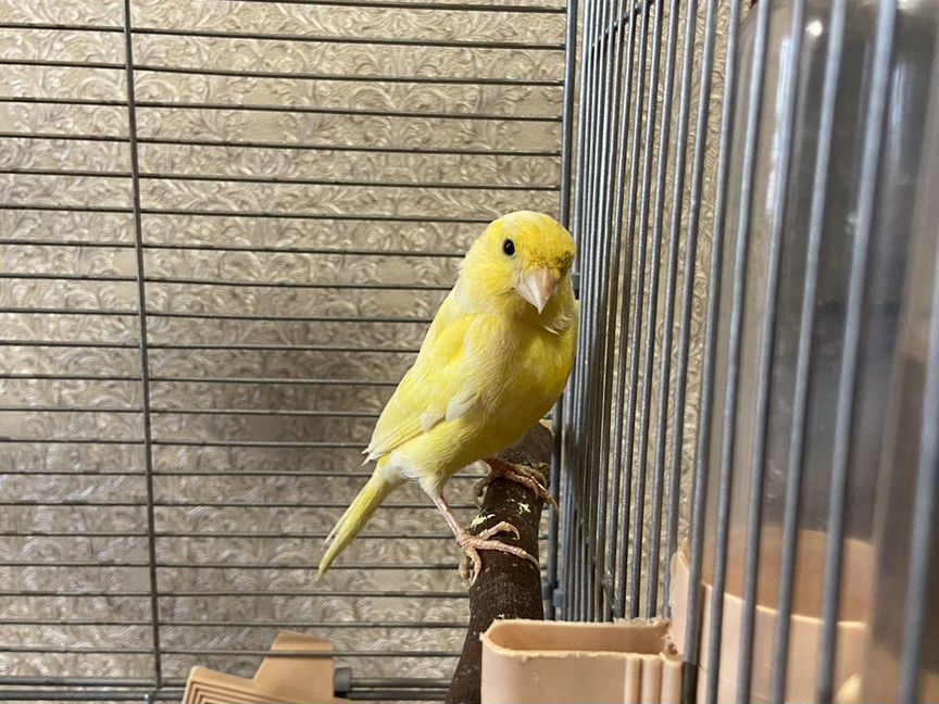 Продам канареек