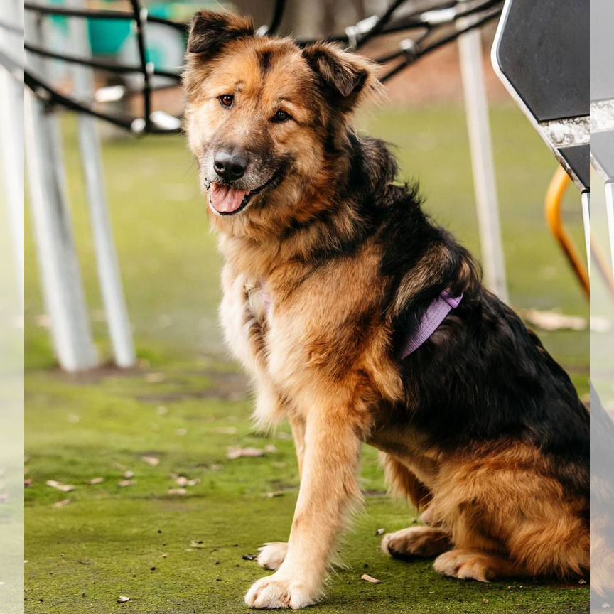 Взрослый пёс в добрые руки