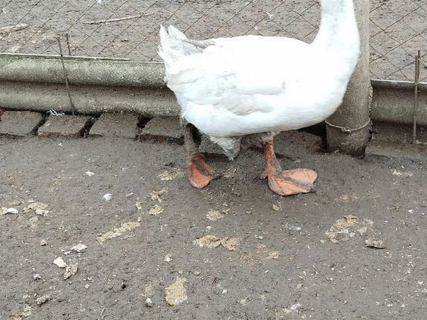 Гусь на племя, холмогор