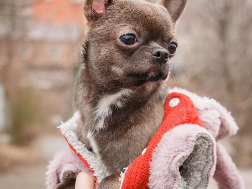 Супер мини чихуахуа