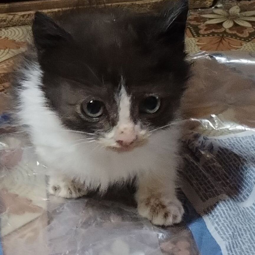 Спокойный милый котенок от кошки-мышеловки