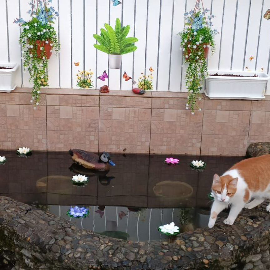 Кошка