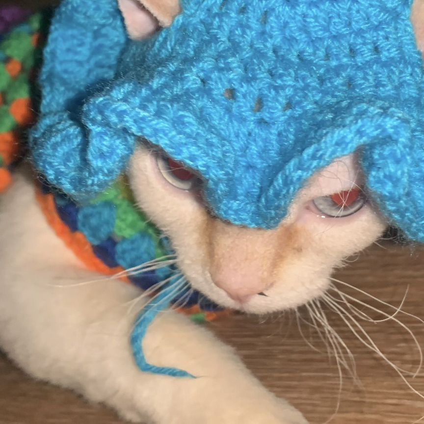 Панама для кота