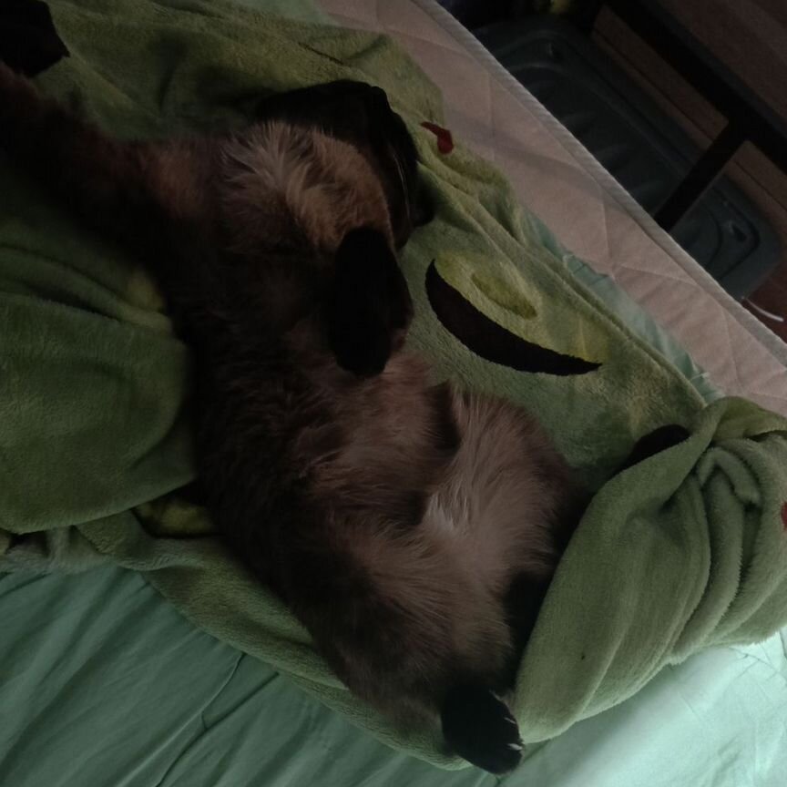 Сиамский, взрослый кот